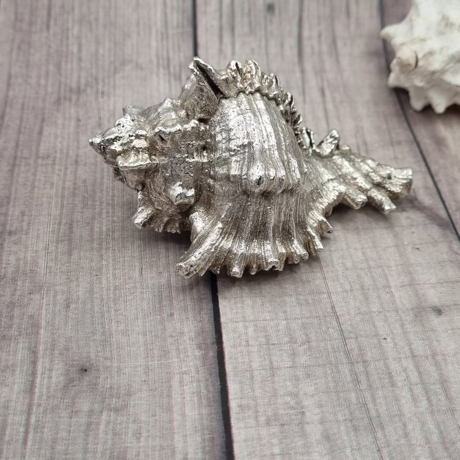Real Murex seashell preserved in silver, beauti... - Folksy
