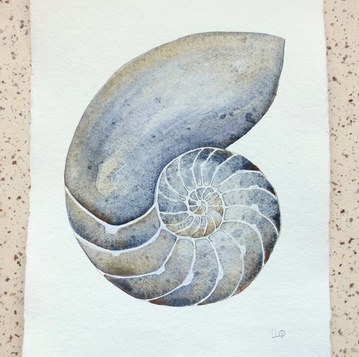 Sale Chambered nautilus original watercolour pa... - Folksy