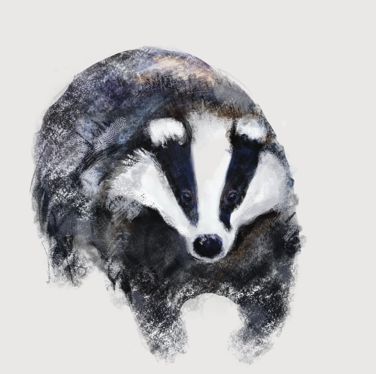 Wall Art wildlife badger Illustration - Folksy