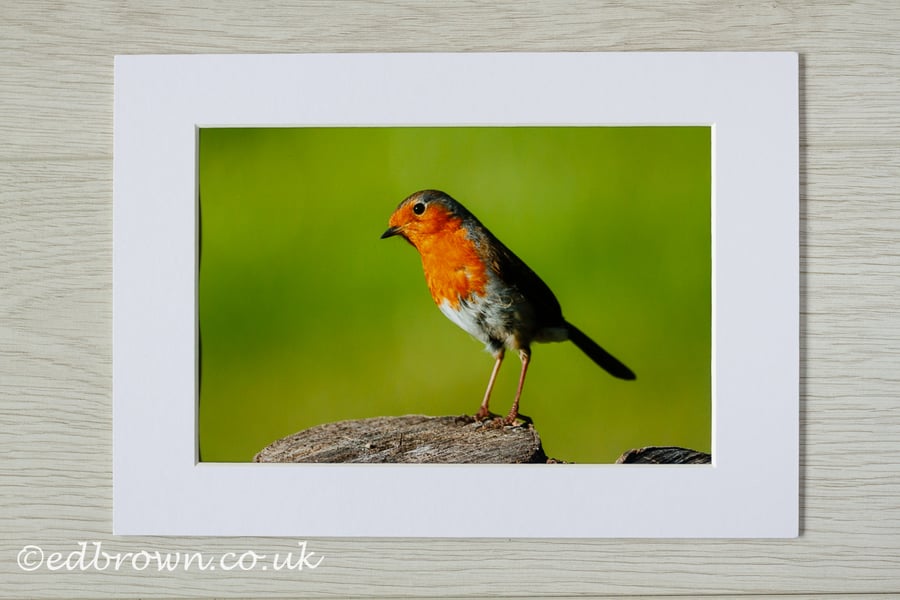 Robin photographic print - Folksy