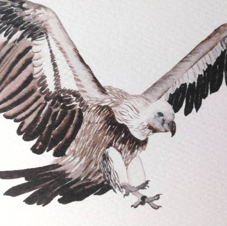 Endangered vulture card, watercolour painting o... - Folksy