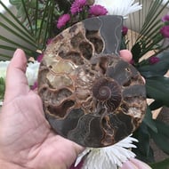 Super Substantial Half Polished Ammonite for Cr... - Folksy