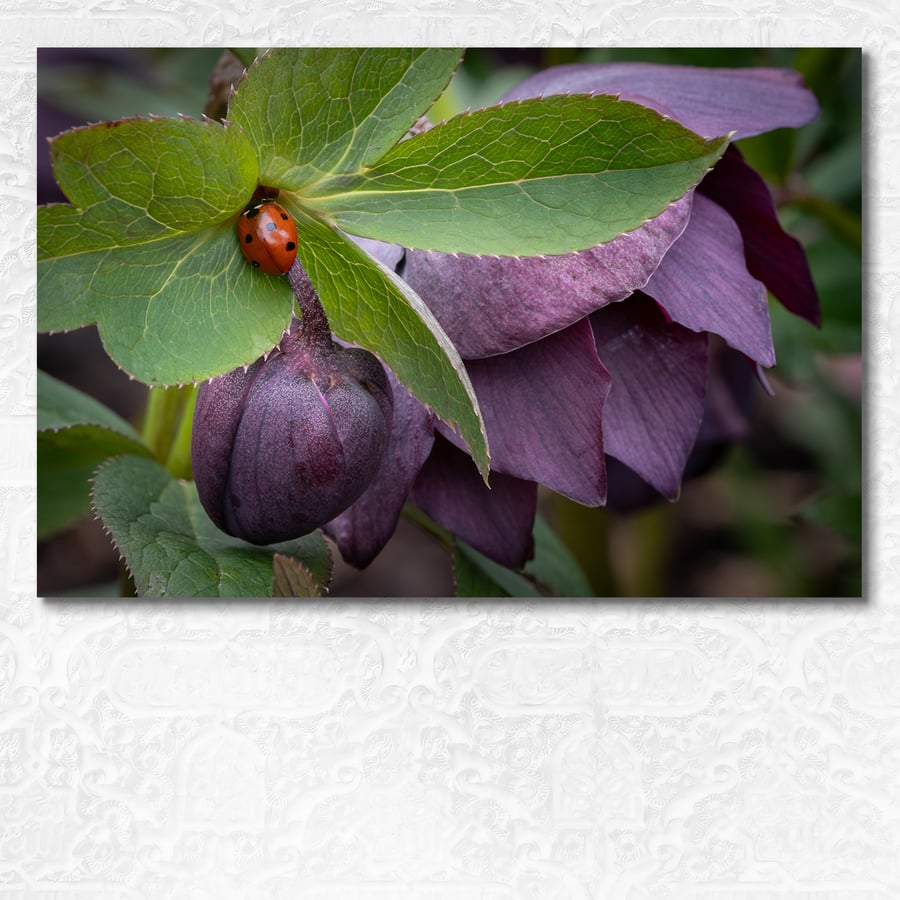 Ladybird nestled in leaves of a purple hellebore - Folksy