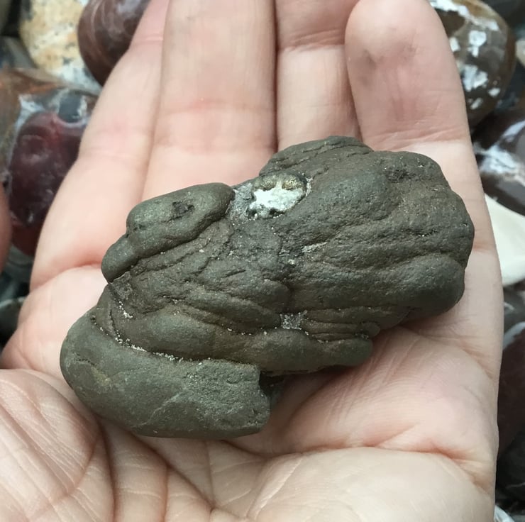 Pyrite Ammonite Coprolite Fossil Specimen for D... - Folksy