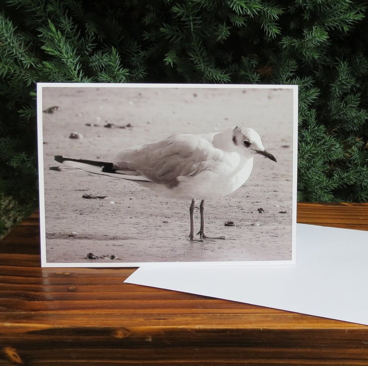 Wading gull. A blank card featuring an origina... - Folksy