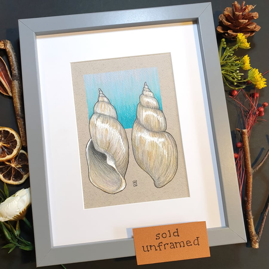 Seashell views - Original drawing, shell wall art - Folksy