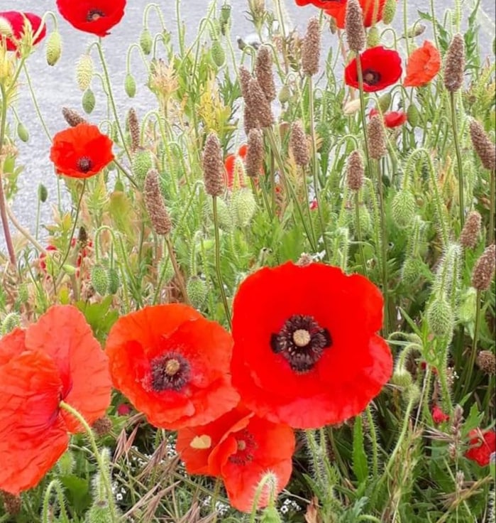 Hand painted "The Poppy Fairy " beac... - Folksy