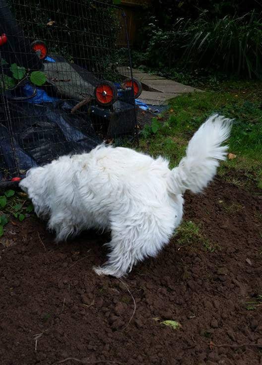 Original design hand printed linocut earth dog ... - Folksy