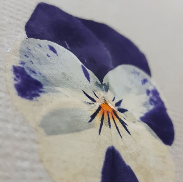 Real Pressed Viola Flower Greeting Card. Congra... - Folksy