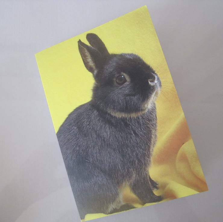 Little Black Rabbit blank greetings cards x 2 - Folksy