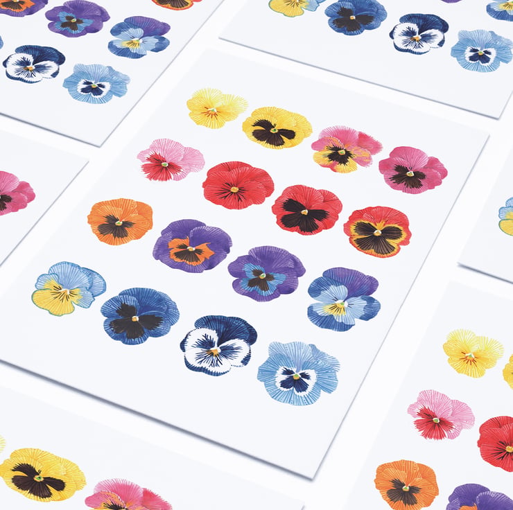 Rainbow pansy botanical flower art print - Folksy