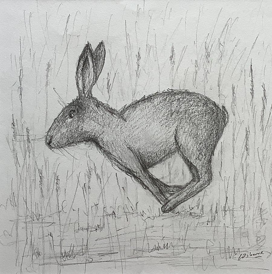 Hare - original pencil drawing - Folksy