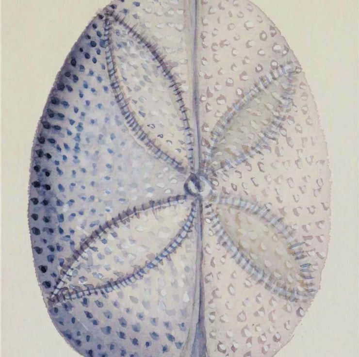 Original watercolour study of a sand dollar urc... - Folksy
