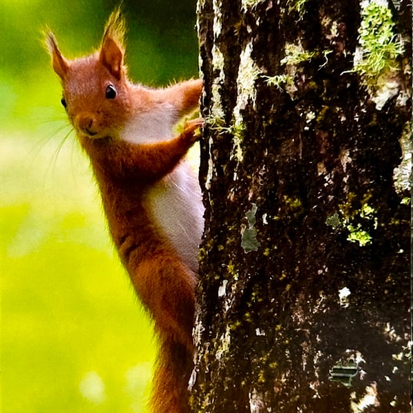 Red Squirrel greetings card. Blank for your own... - Folksy