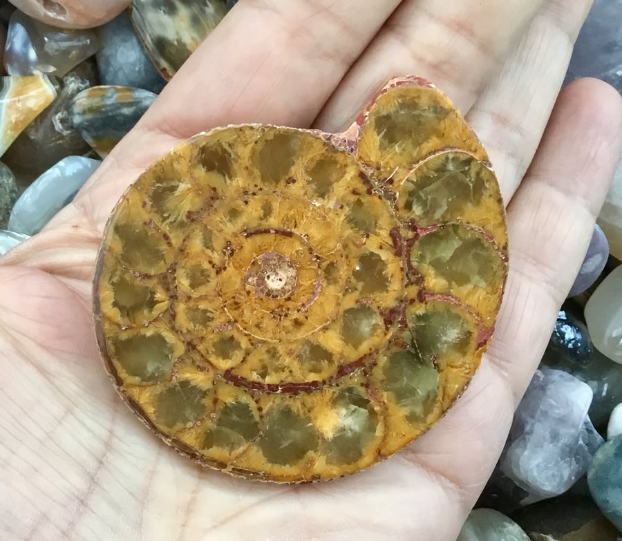 Superb Polished Half Ammonite Fossil for Jewell... - Folksy