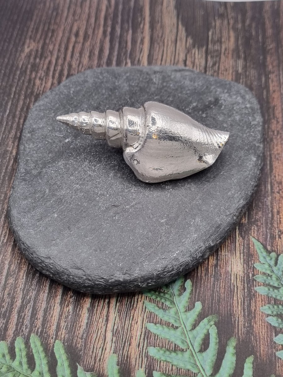 Real conch seashell preserved in silver, beauti... - Folksy