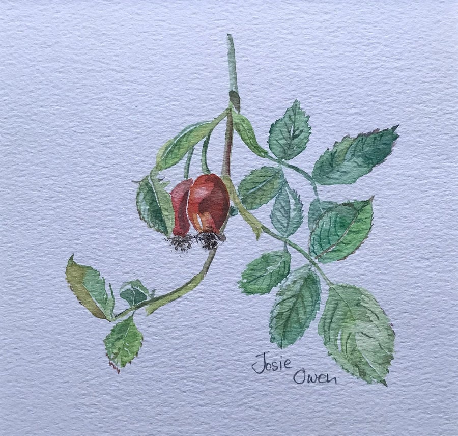 Original Watercolour Painting of Rose Hip, Bota... - Folksy