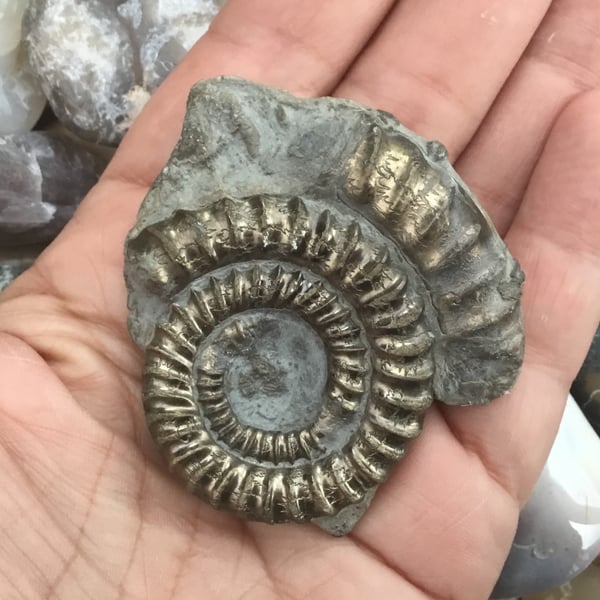 Beautiful Golden Pyrite Ammonite Fossil Specime... - Folksy