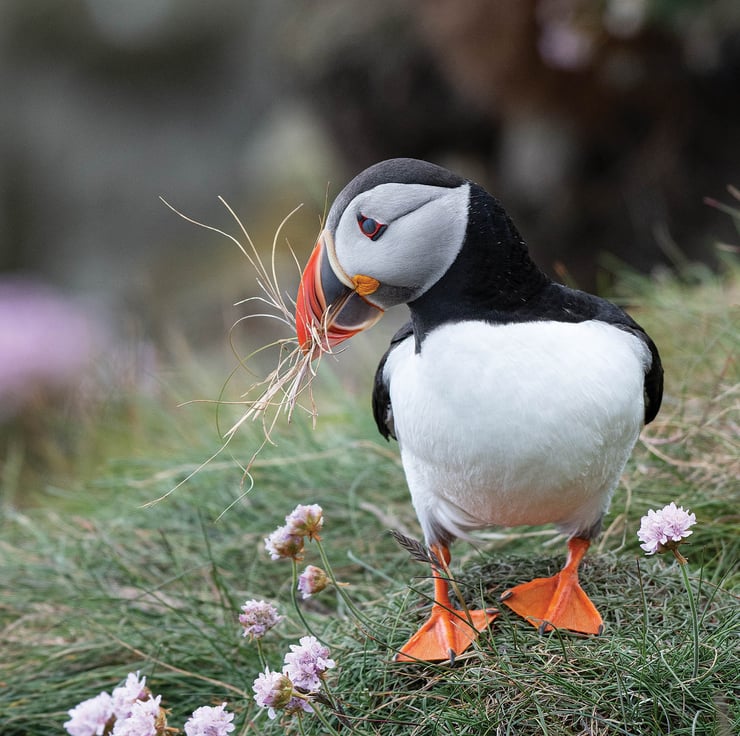 Puffin 2023 Calendar A4 wire bound with hanger - Folksy