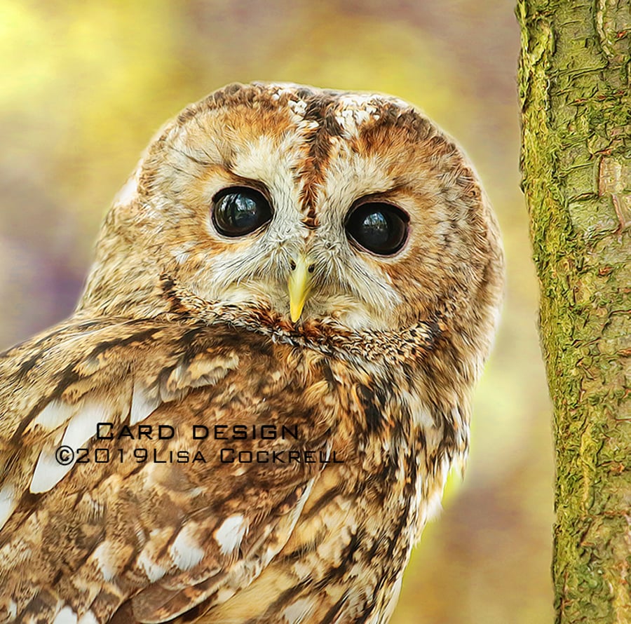 Artist Wildlife Reference Images Downloads - Folksy