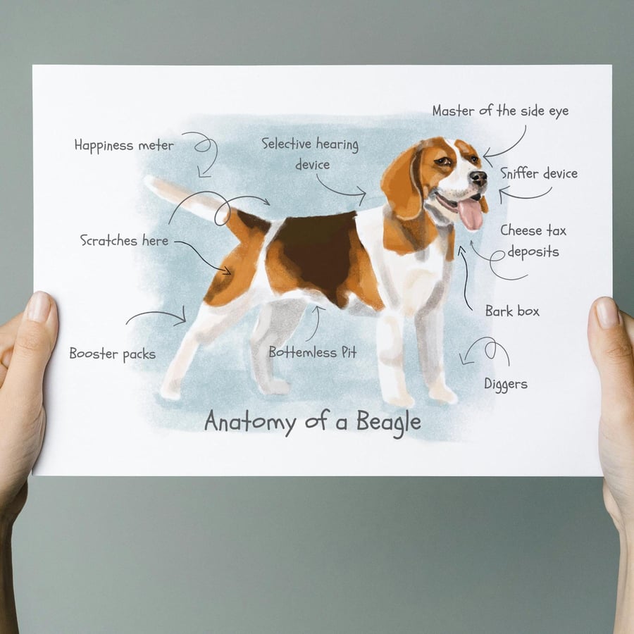Anatomy of a Beagle, original illustration prin... - Folksy