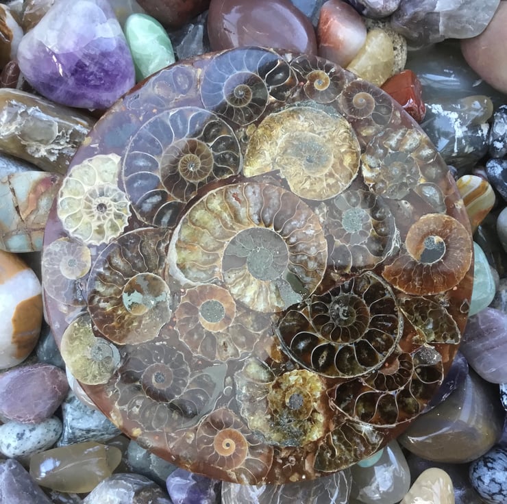Ammonites Abound! Amazing Ammonite Fossil Ornam... - Folksy