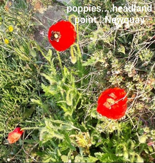 Decoupaged Poppy Flower Scallop Shell trinket d... - Folksy