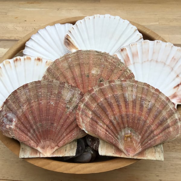 Seven Large Natural Flat Scallop Clam Shells fo... - Folksy