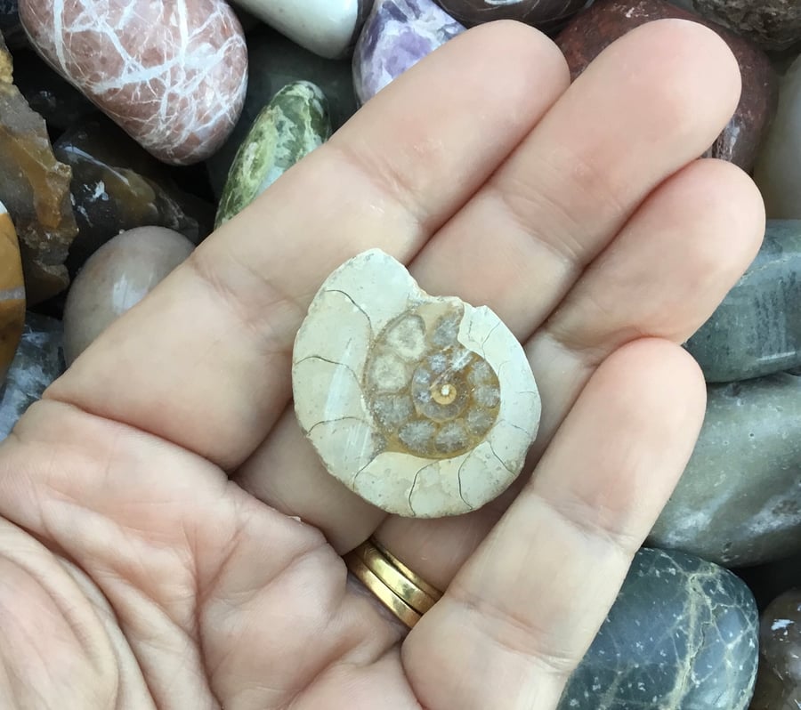 Half Polished Stone Ammonite for Jewellery or C... - Folksy