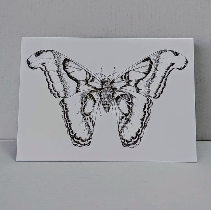 Atlas Moth Illustration Greetings Card - Folksy
