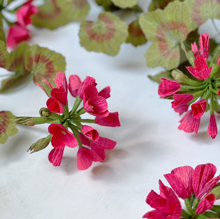 Large Crimson Paper Geranium Plant for Mother's... - Folksy
