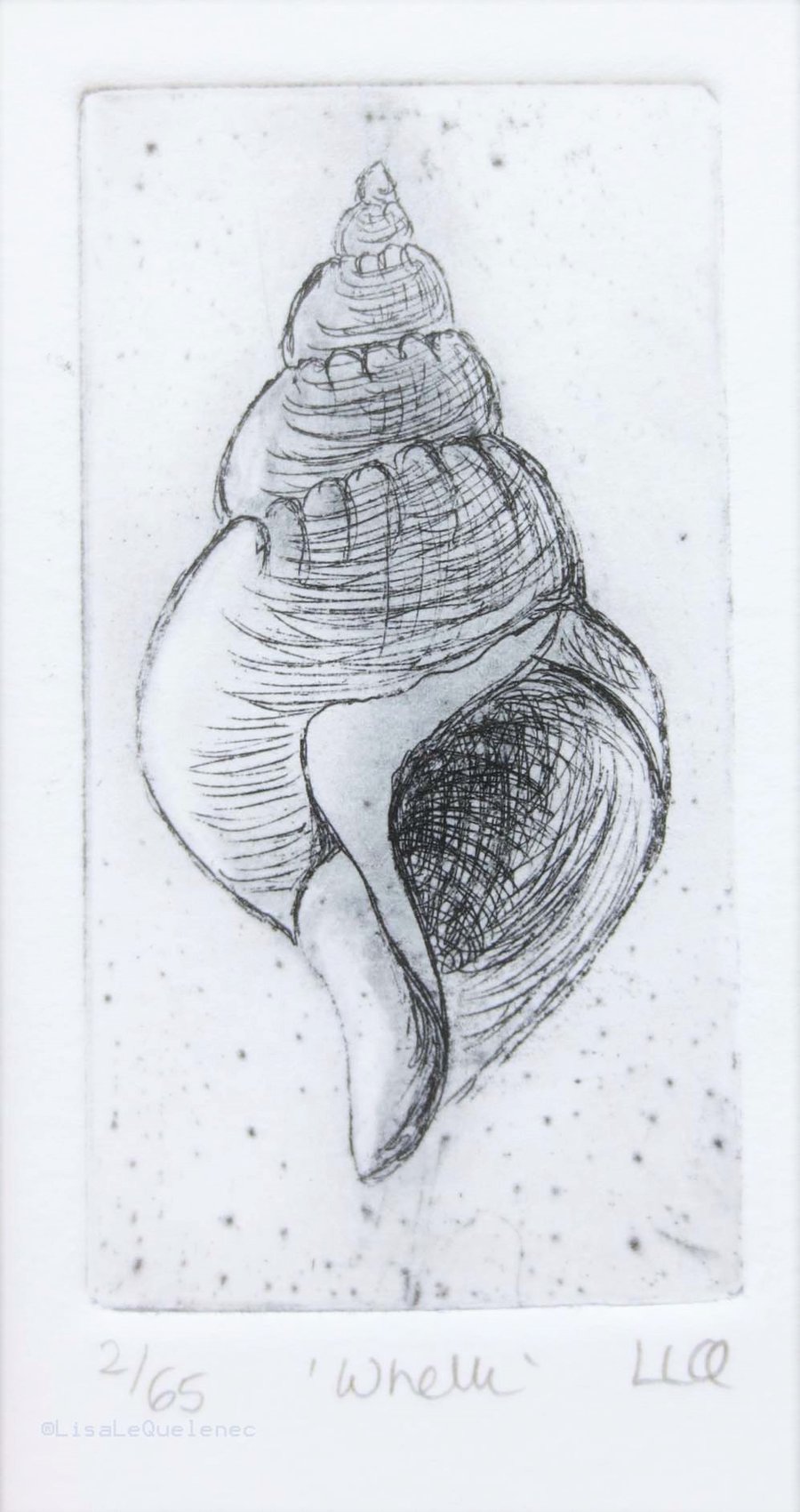 Original etching of a whelk seashell no. 2 of 6... - Folksy