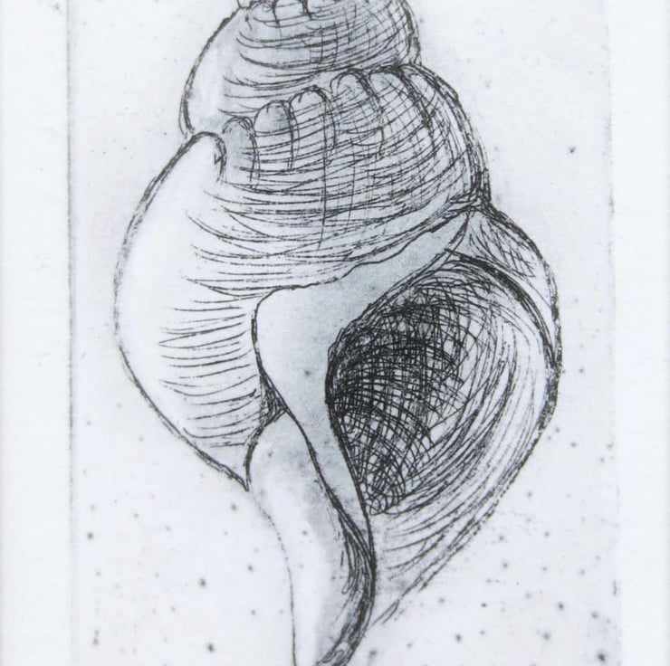 Original etching of a whelk seashell no. 2 of 6... - Folksy
