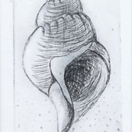 Original etching of a whelk seashell no. 2 of 6... - Folksy