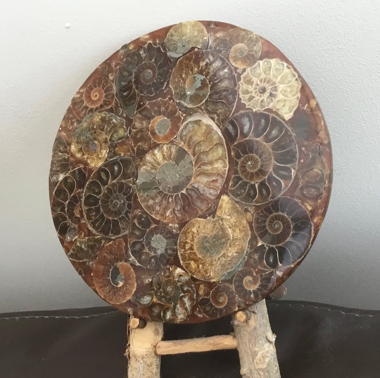 Ammonites Abound! Amazing Ammonite Fossil Ornam... - Folksy