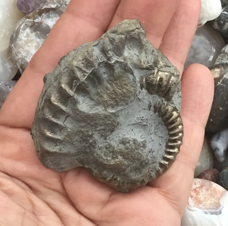 Beautiful Golden Pyrite Ammonite Fossil Specime... - Folksy