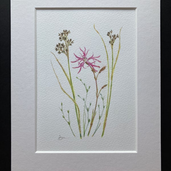 Ragged robin, Sharp-flowered rush and Toad rush - Folksy