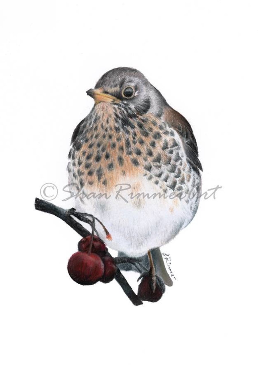 Limited edition print of original Thrush drawin... - Folksy