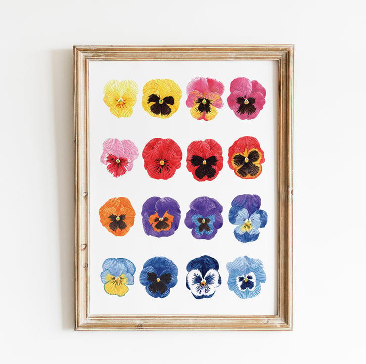 Rainbow pansy botanical flower art print - Folksy