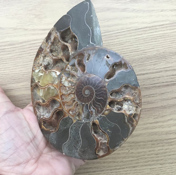 Super Substantial Half Polished Ammonite for Cr... - Folksy