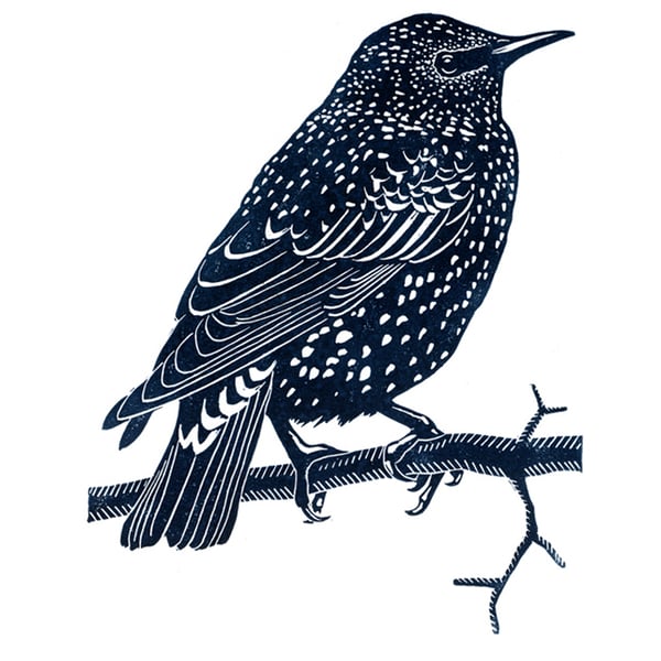 Starling linocut print - Folksy