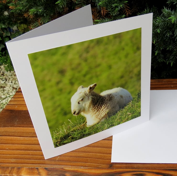 Sheep. A card featuring an original photograph... - Folksy