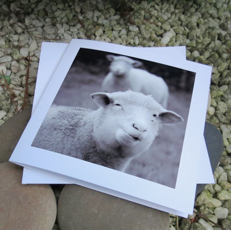 Sheep. A card featuring an original photograph... - Folksy