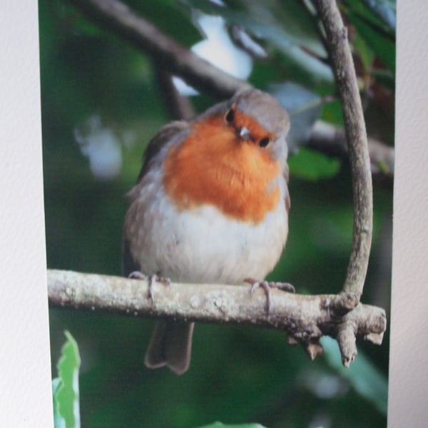 Photo of a Robin on a Christmas card. - Folksy
