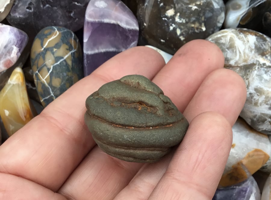 Ancient Coprolite Specimen! Pyrite Coprolite F... - Folksy