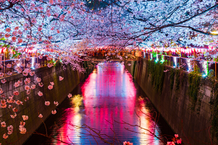 Speaking of classic cherry blossom viewing spots in Japan! We will explain in detail about the ...