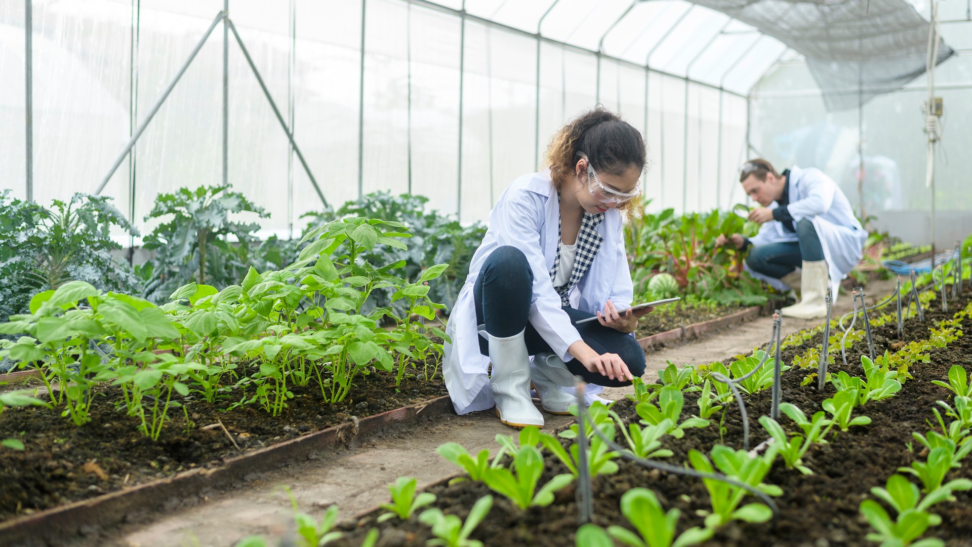 Teknologi Pangan: Inovasi Menuju Masa Depan Pangan yang Lebih Baik