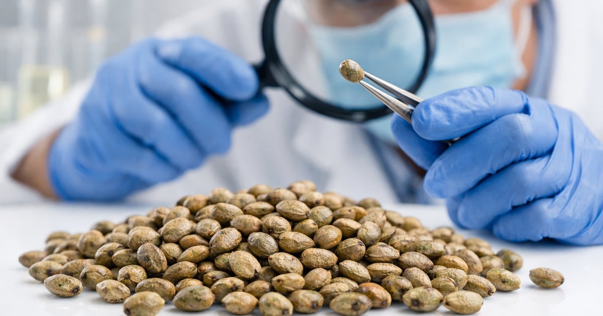 Guar seeds market analysis June 2026 – firm prices on selective demand ...