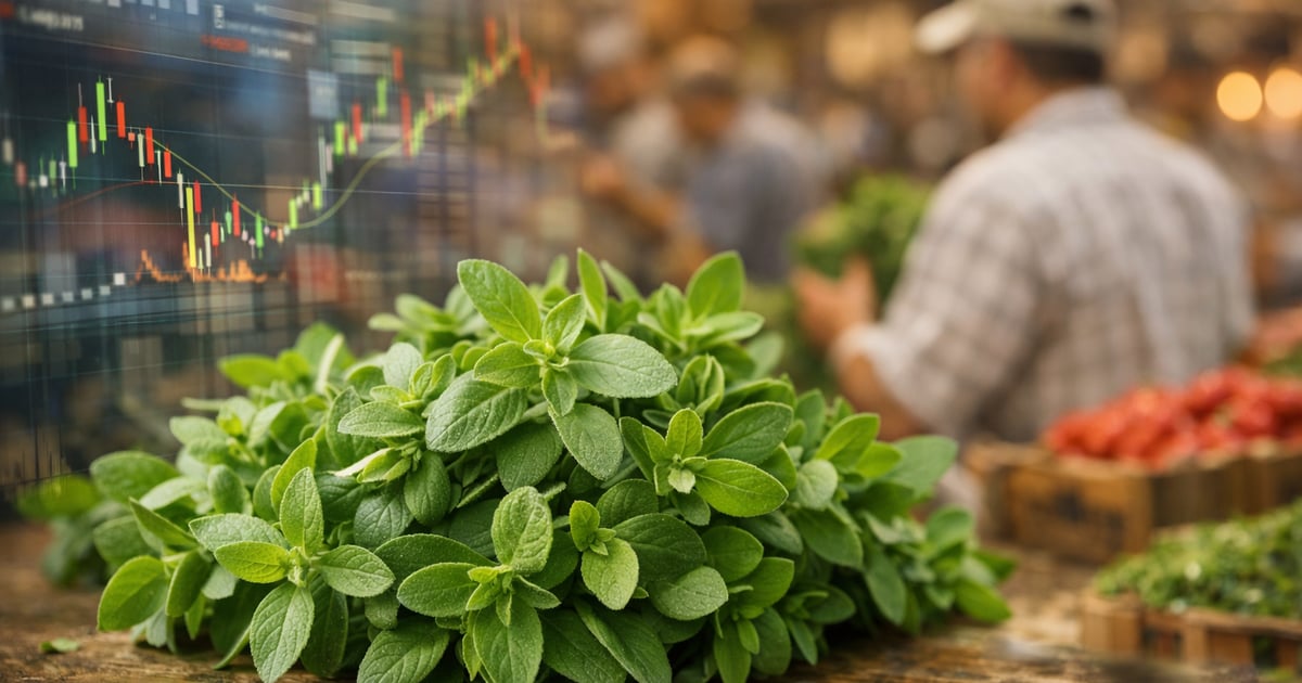 Egyptian marjoram FOB prices edge higher on heat and freight risk — CMB ...