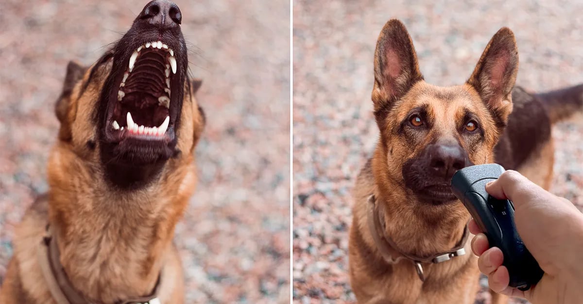 How to Easily Stop Pet’s Bad Behaviors Fast